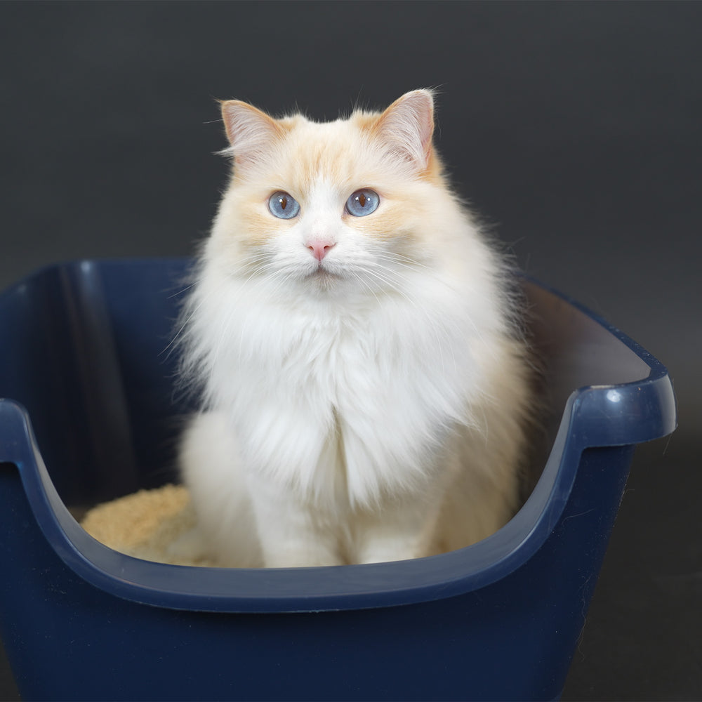 Pea-based Cat Litter