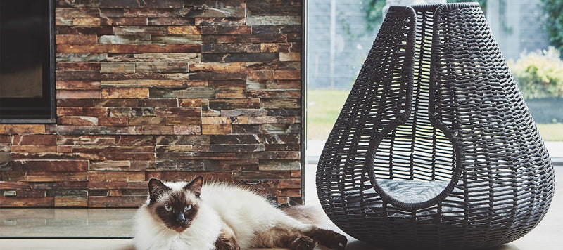 Cat Butler: Only the Best for Your Cat